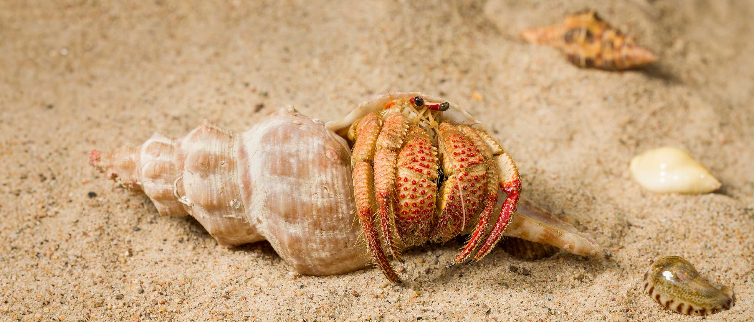 Everything You Need To Know About: Crusty Crustaceans - QTIX