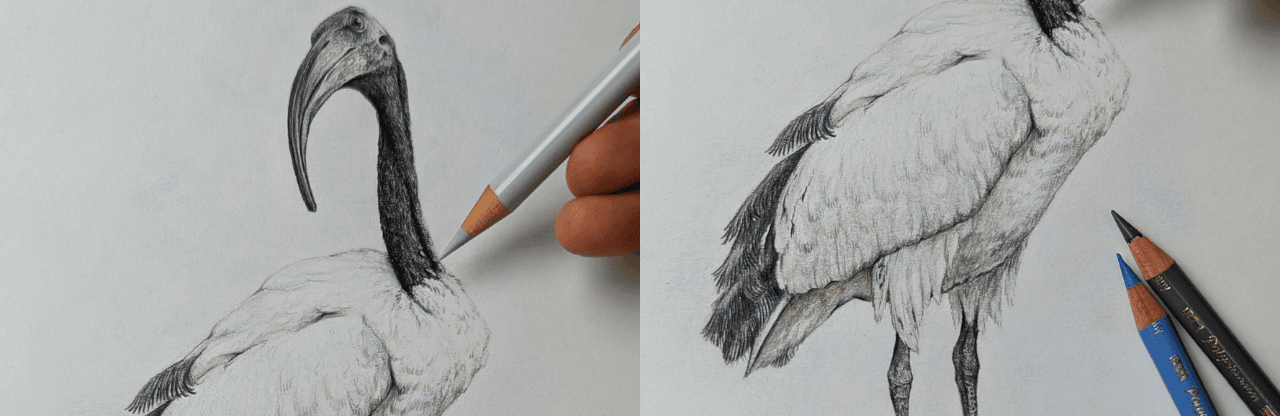 Drawing the Australian white ibis - QTIX