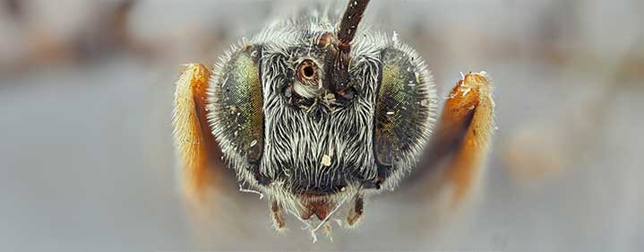 Everything You Need to Know About: Insect Superpowers - QTIX