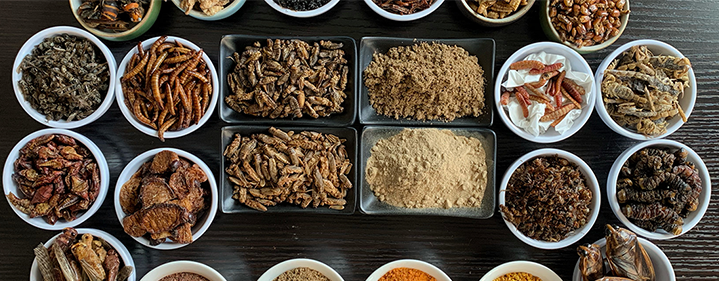The Edible Insect Revolution: An Evening With Chef Joseph Yoon - QTIX