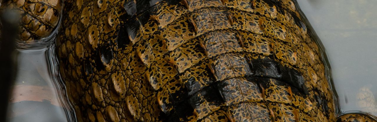 Croc! Yarns: Alick Tipoti in conversation - QTIX